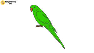 How to Draw a Parrot Step by Step - Hand Of Art