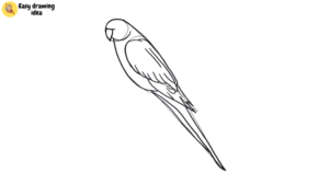 How to Draw a Parrot Step by Step - Hand Of Art