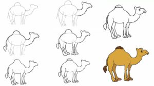 How To Draw A Camel Step By Step