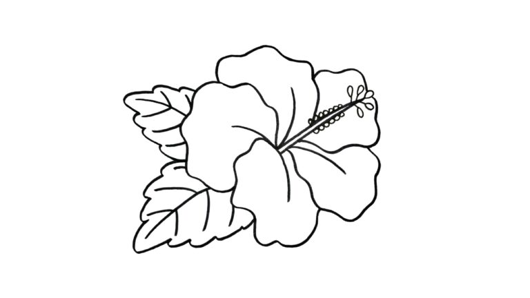 How to Draw a Hibiscus Flower Step By Step Guide - Hand Of Art