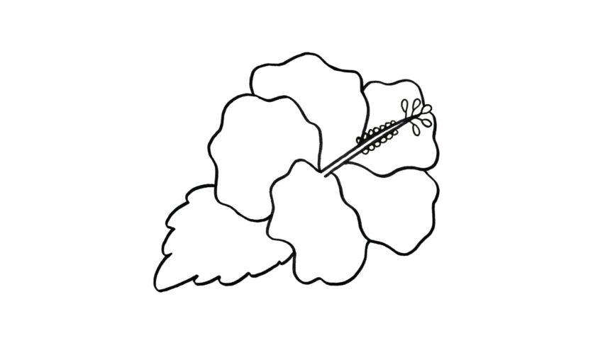 How to Draw a Hibiscus Flower Step By Step Guide - Hand Of Art