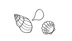 How to Draw Seashells Step By Step - Hand Of Art