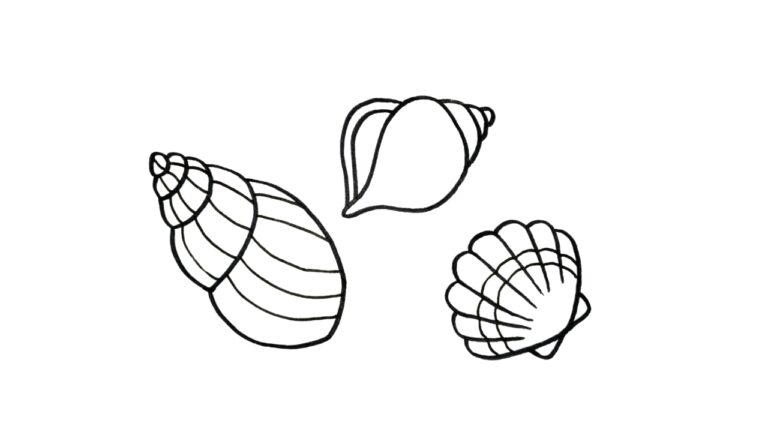 How to Draw Seashells Step By Step - Hand Of Art