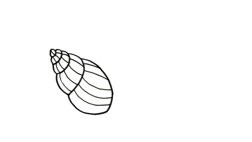 How to Draw Seashells Step By Step - Hand Of Art