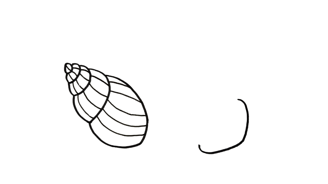 How to Draw Seashells Step By Step - Hand Of Art