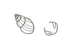 How to Draw Seashells Step By Step - Hand Of Art