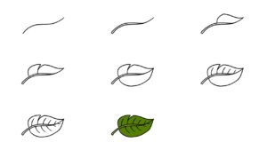 How to Draw a Leaf Step By Step - Hand Of Art